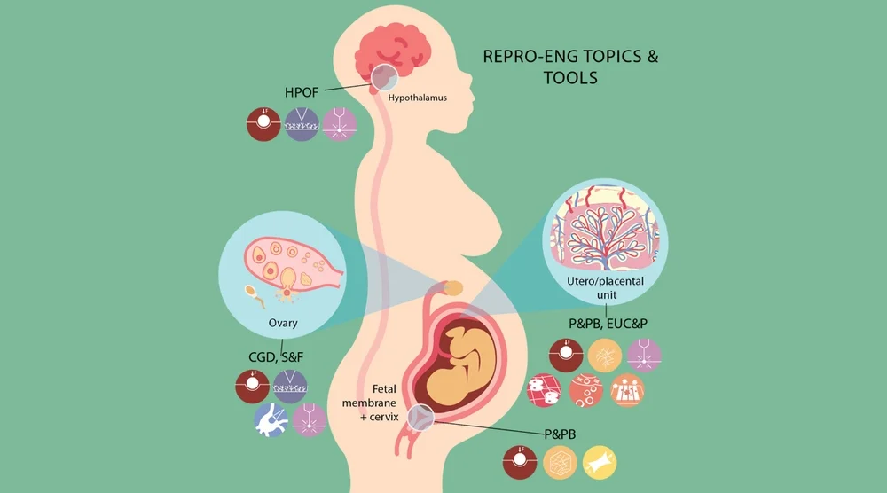 New Training Grant Funded For Researchers In Reproductive Sciences And